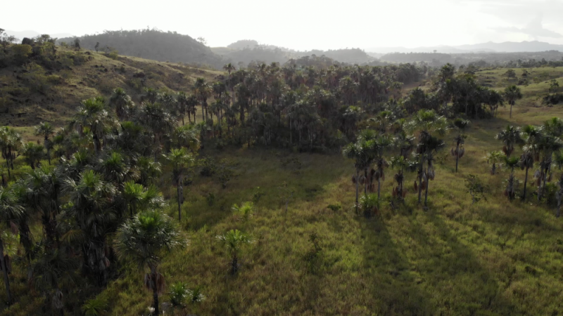 The Sacred Tree of the Indigenous Warao People